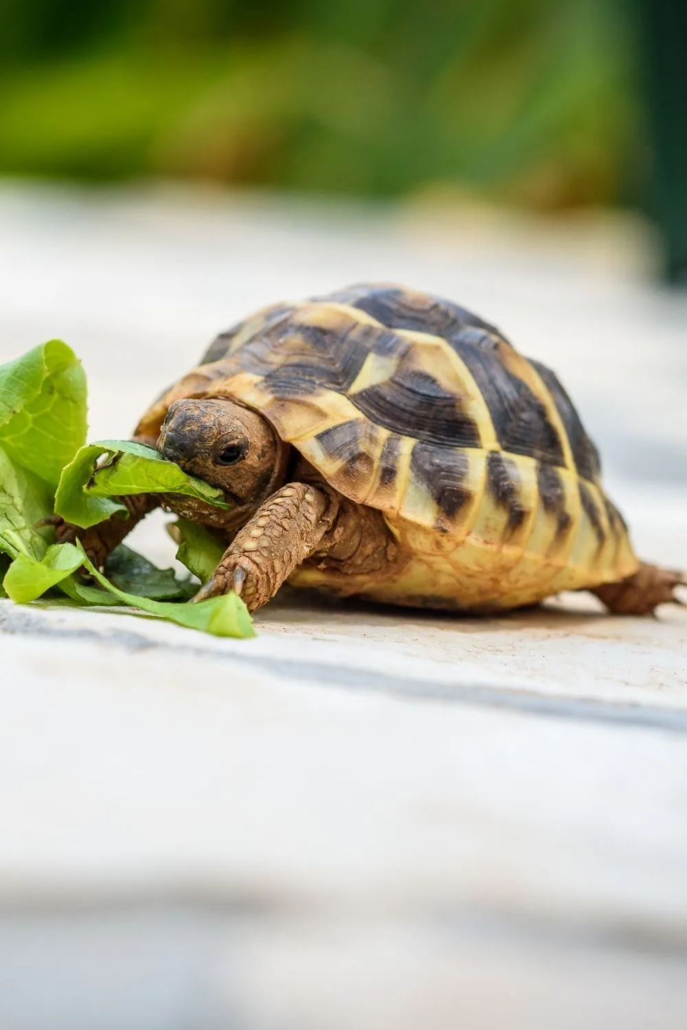 What you should know before buying a pet penny turtle