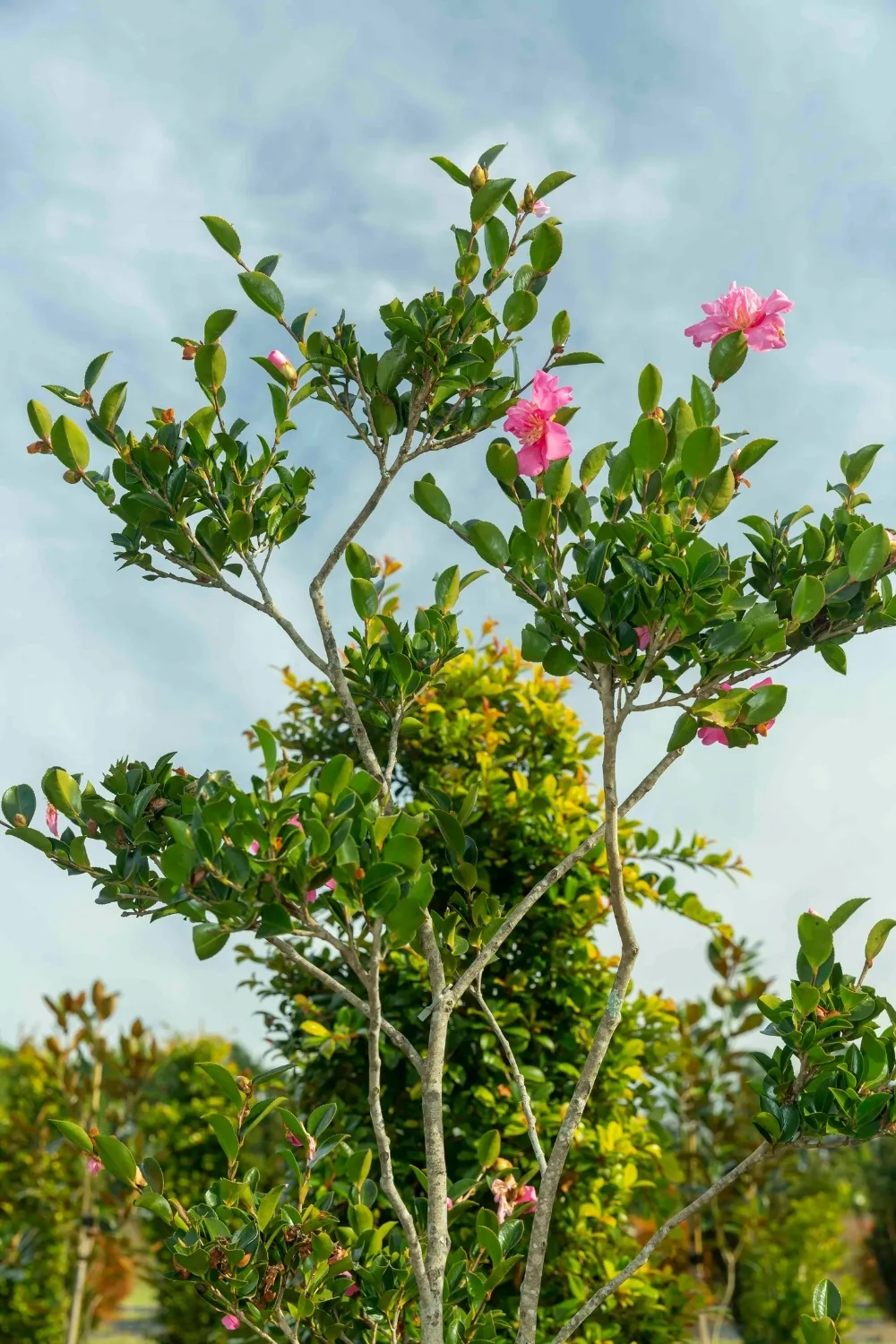 How to cloud prune | Better Homes & Gardens Australia