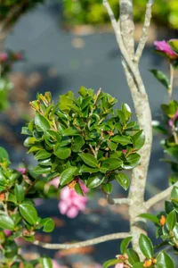 How to cloud prune | Better Homes & Gardens Australia