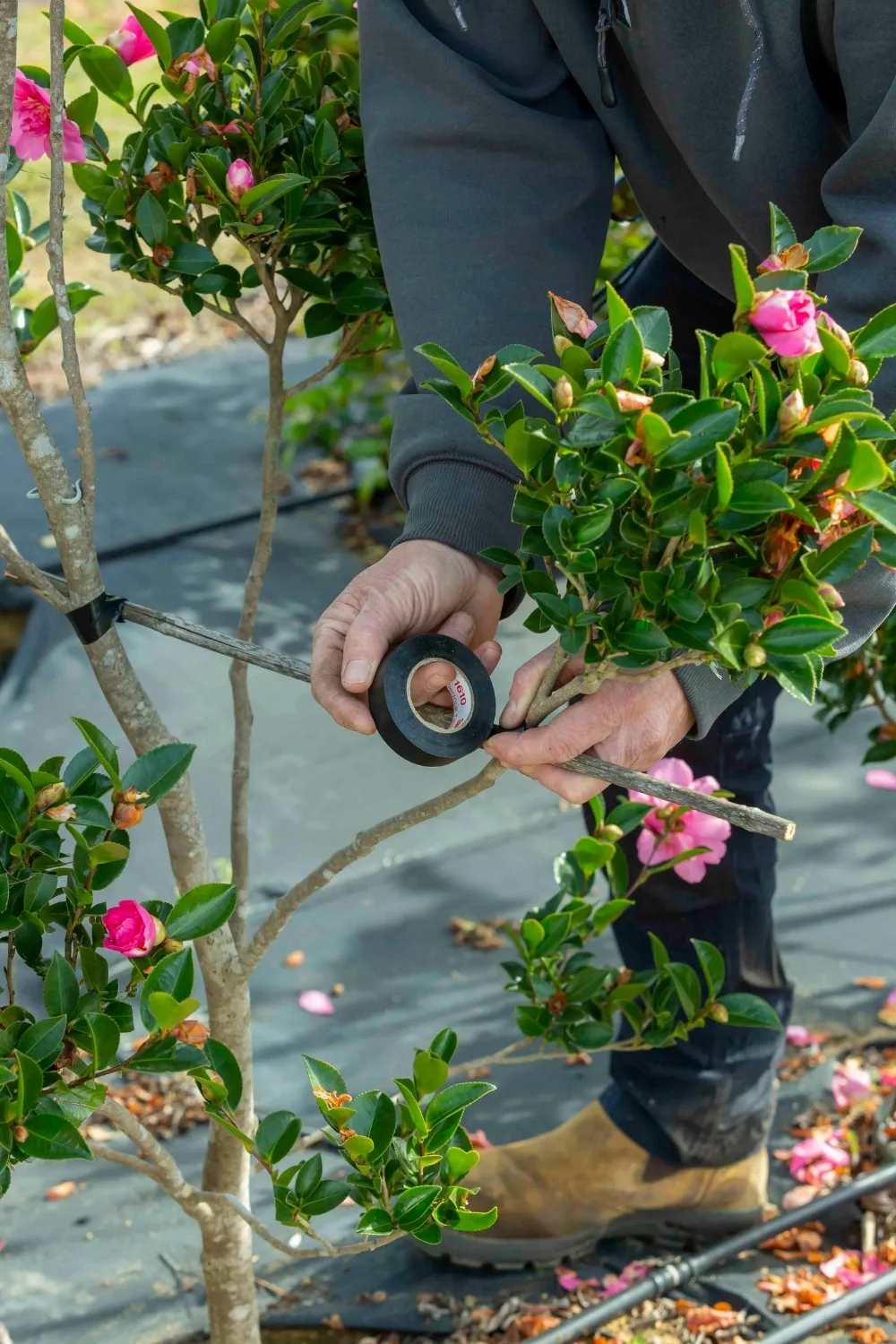 How to cloud prune | Better Homes & Gardens Australia