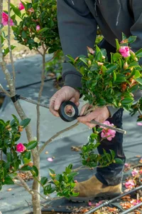 How to cloud prune | Better Homes & Gardens Australia