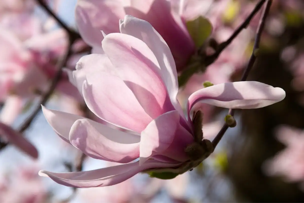 Magnolia trees are the statement tree your garden needs