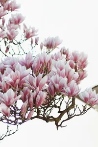 Magnolia trees are the statement tree your garden needs