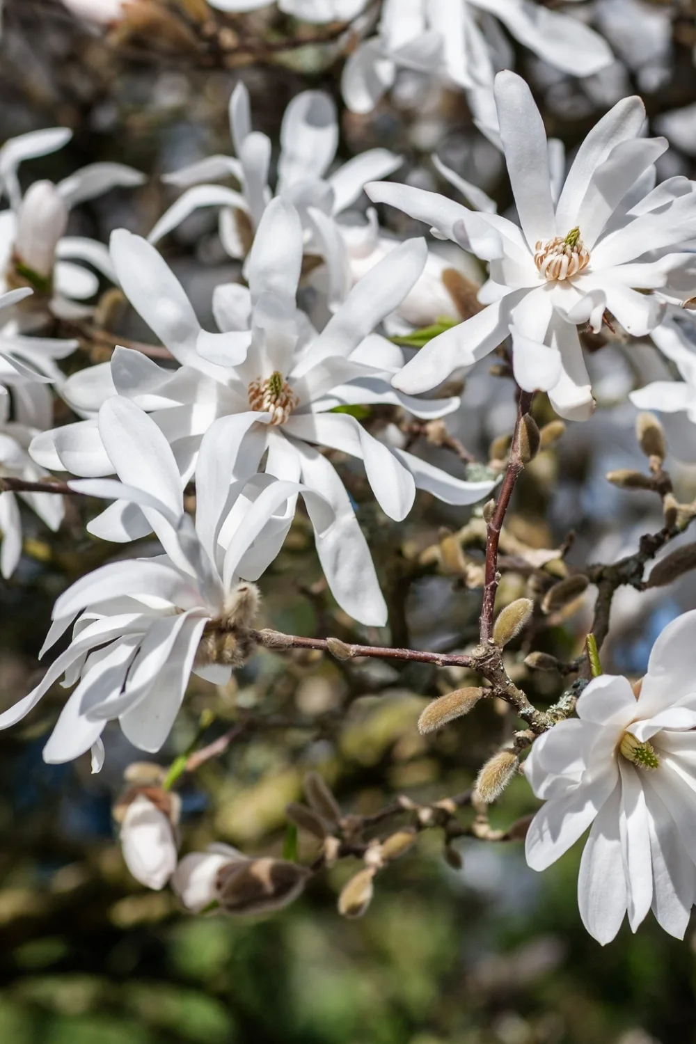 Magnolia trees are the statement tree your garden needs