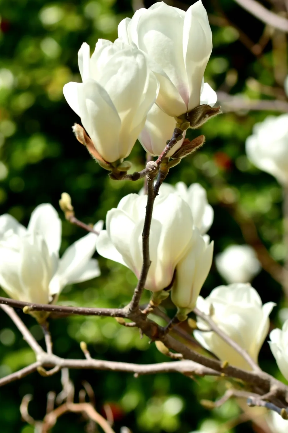 Magnolia trees are the statement tree your garden needs