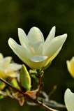 Magnolia trees are the statement tree your garden needs