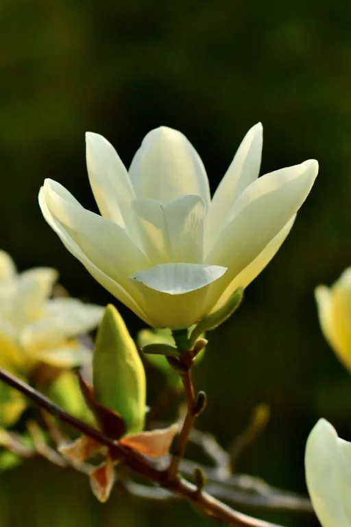 Magnolia trees are the statement tree your garden needs