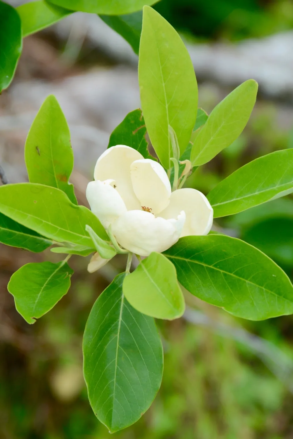 Magnolia trees are the statement tree your garden needs