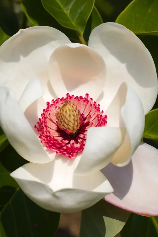 Magnolia trees are the statement tree your garden needs