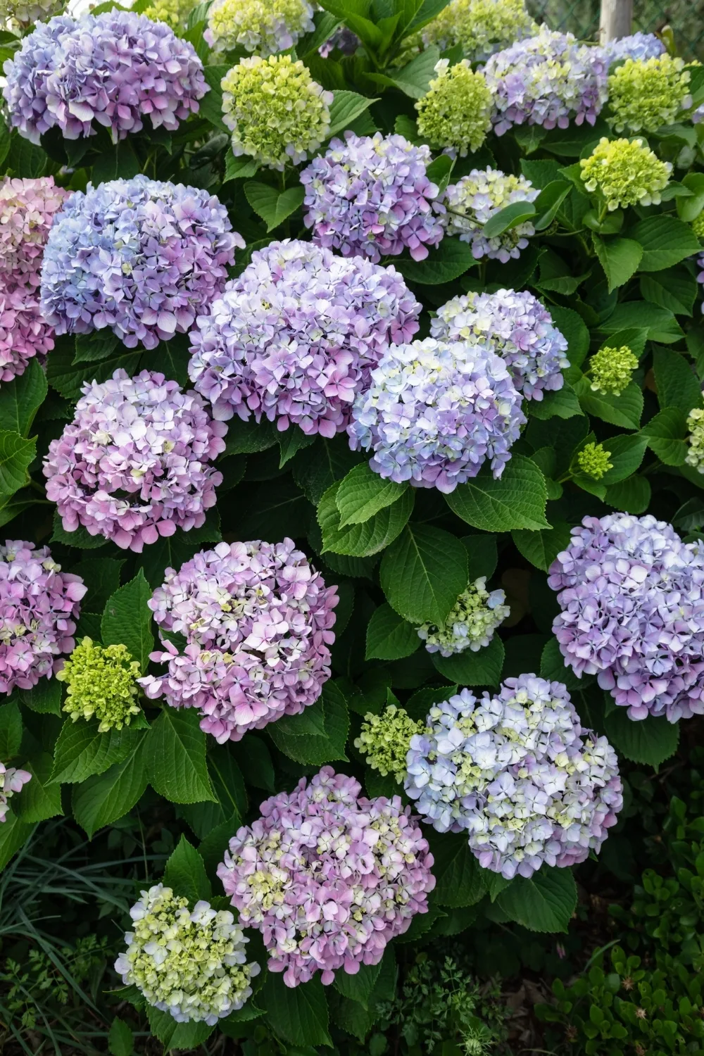 How to grow hydrangeas in your backyard