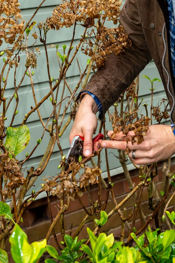 Hydrangea Cuttings: How to Propagate Hydrangeas