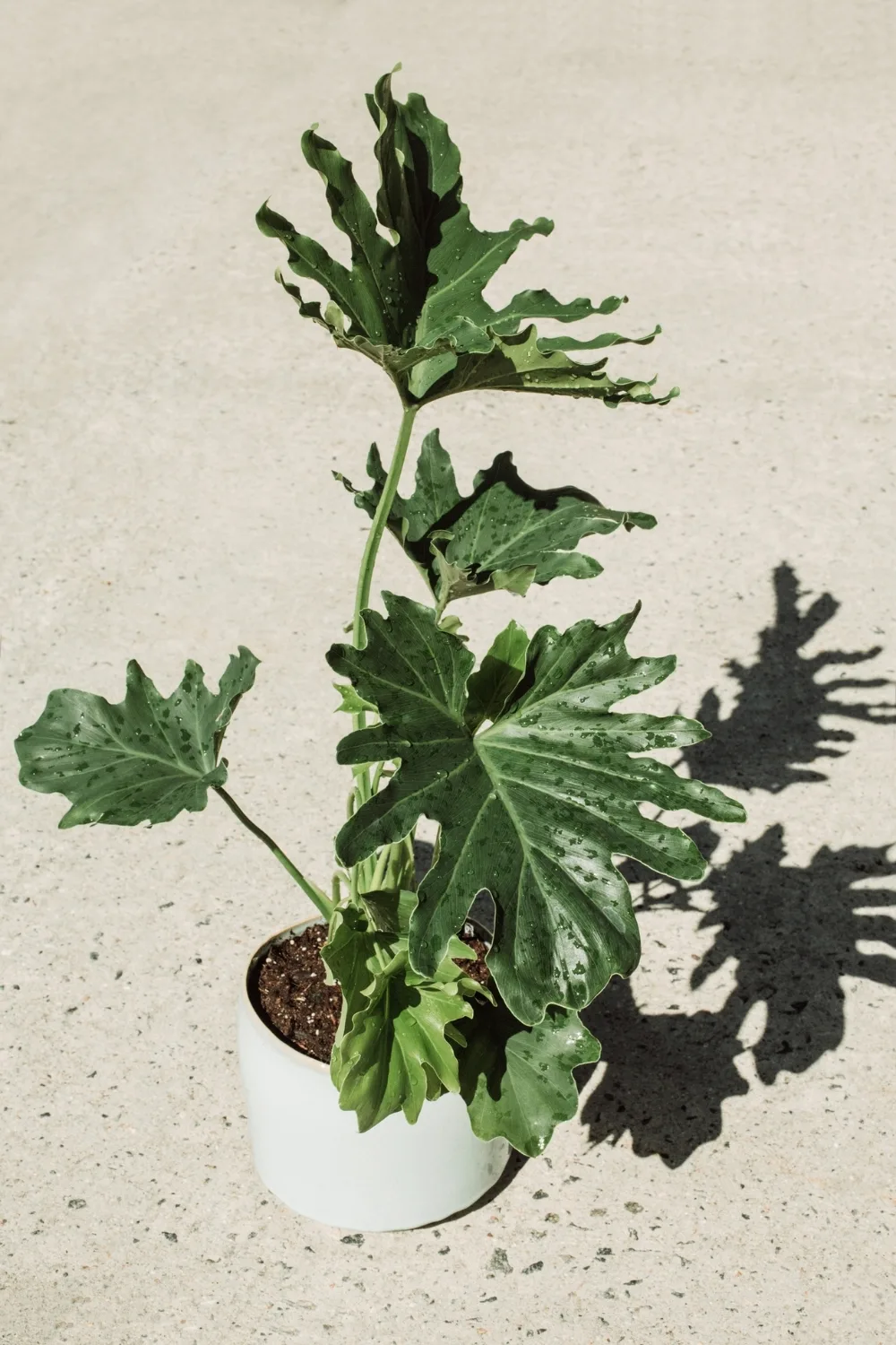 Care and Propagate Fiddle Leaf Philodendrons