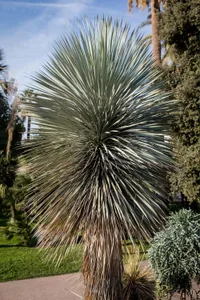 Yucca plants: how to grow and care for them