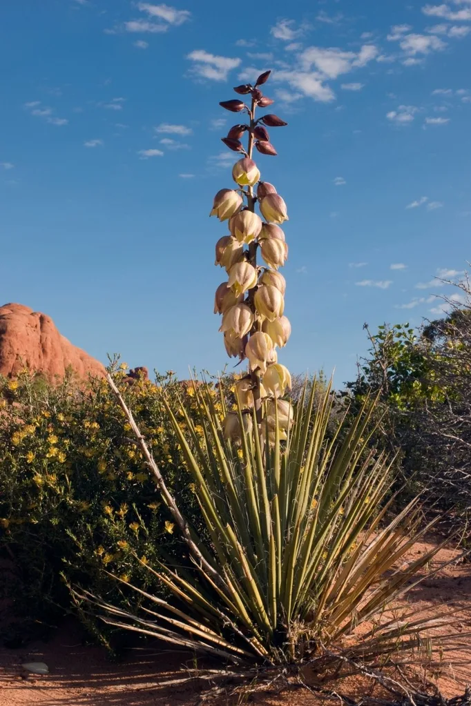 Yucca plants: how to grow and care for them