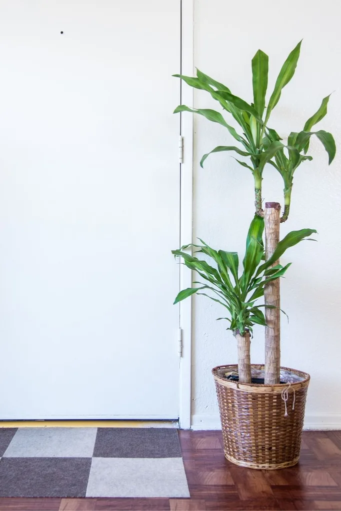How to grow and care for dracaena | Better Homes & Gardens Australia