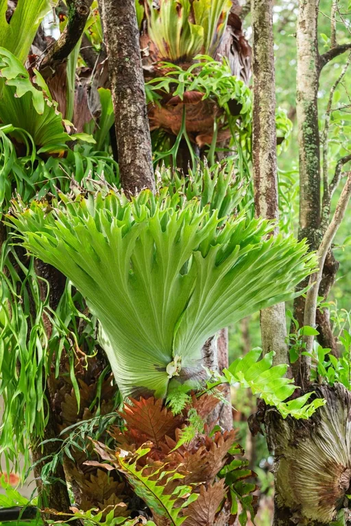 How to grow a staghorn fern | Better Homes & Gardens Australia