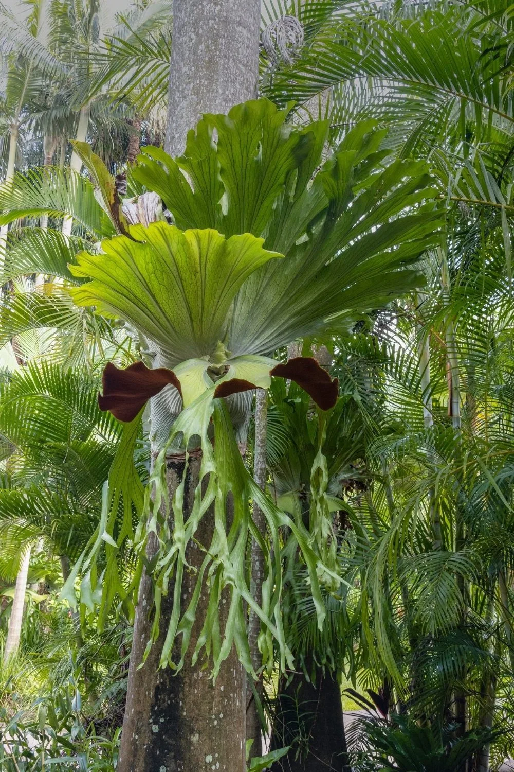 How to grow a staghorn fern | Better Homes & Gardens Australia