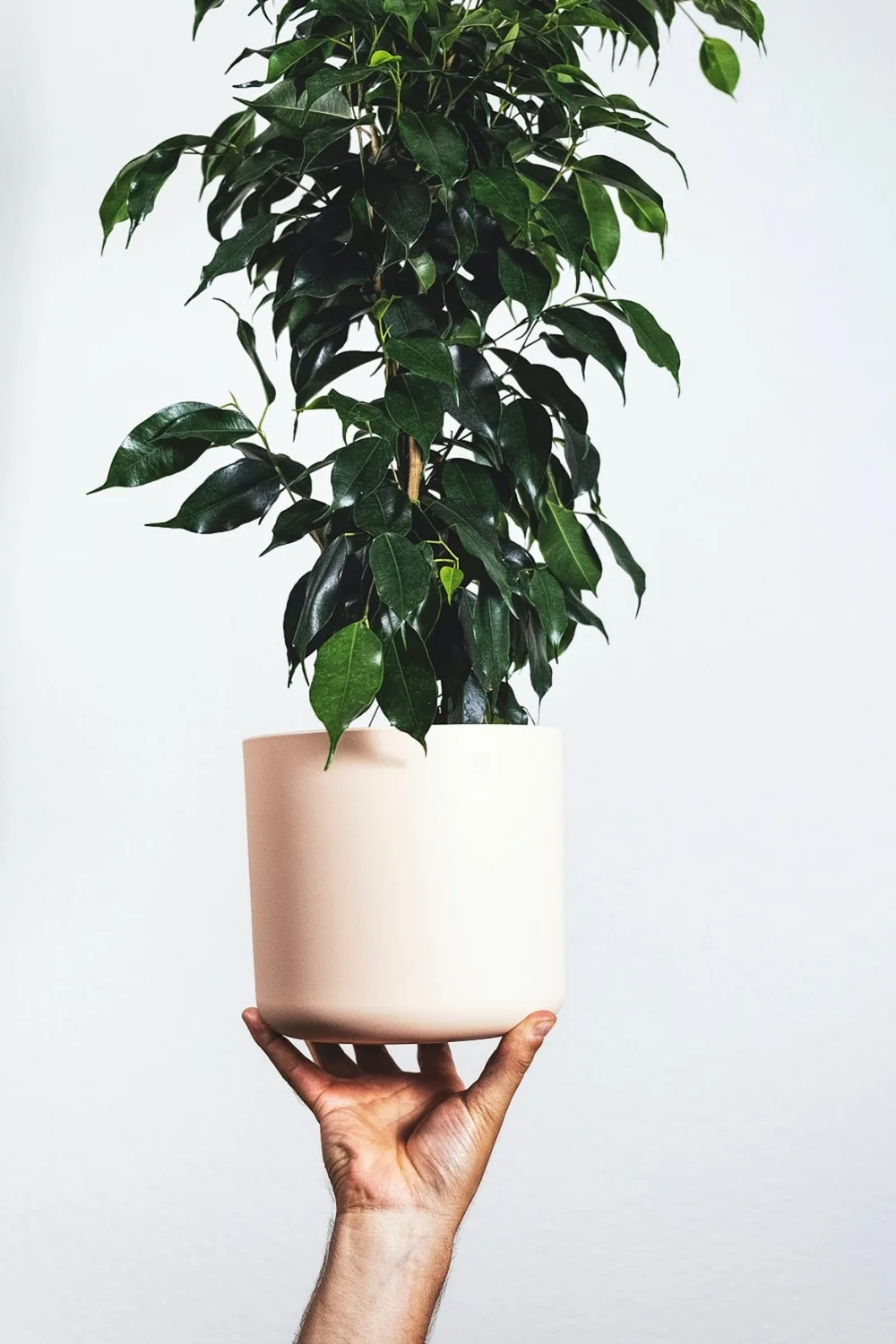 Ficus benjamina: grow and care guide | Better Homes & Gardens Australia