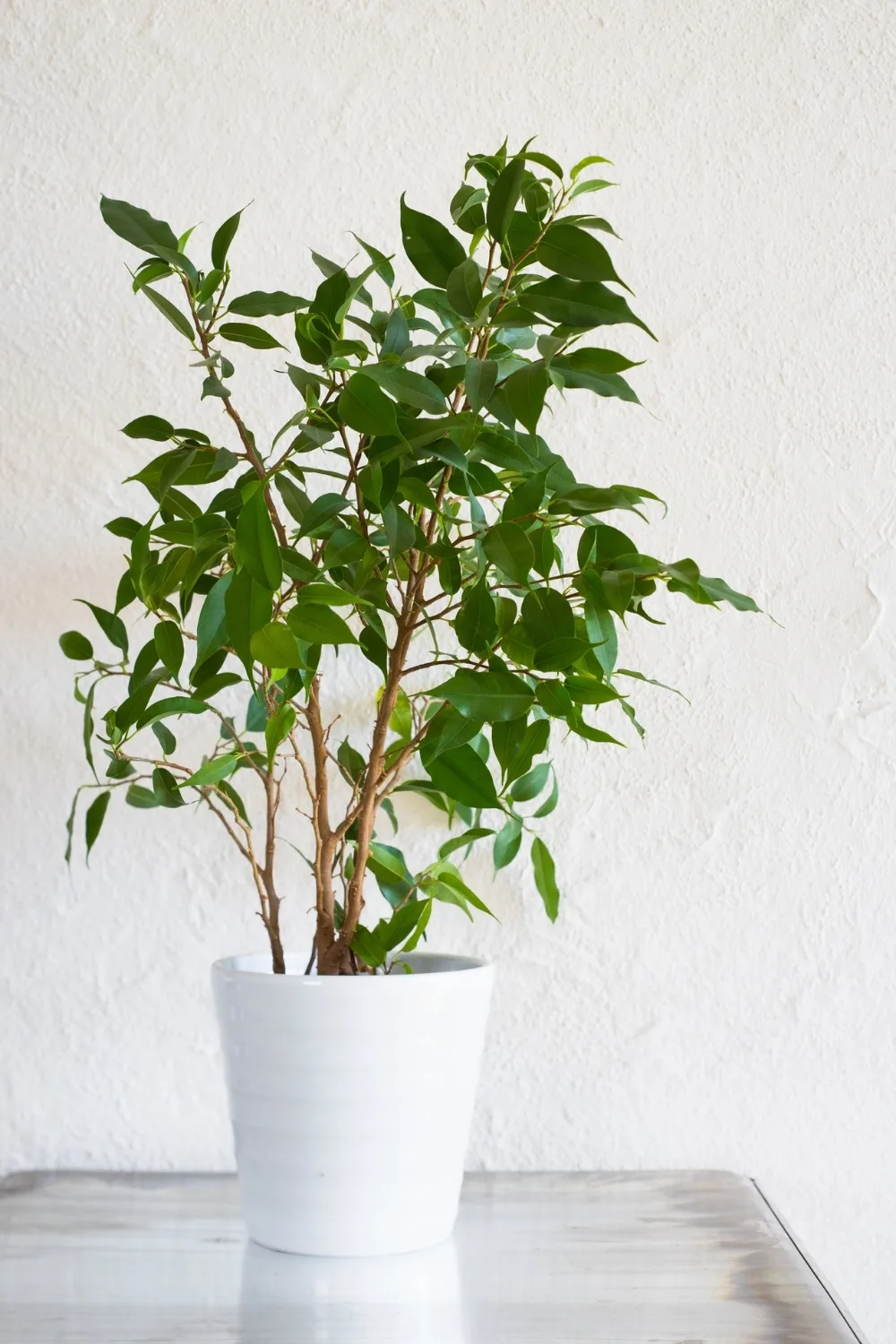 Ficus benjamina: grow and care guide | Better Homes & Gardens Australia