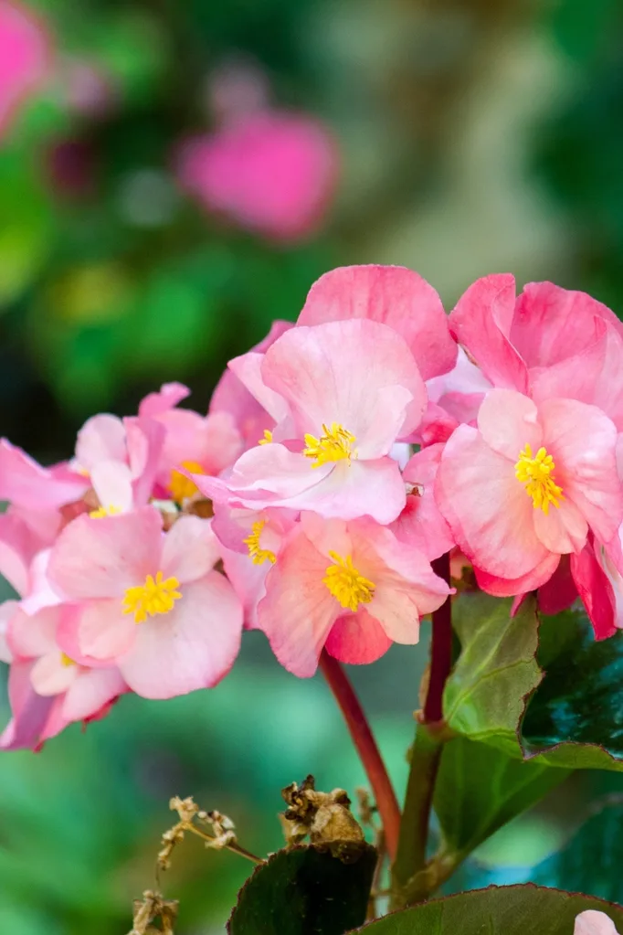 Begonia varieties: How to grow and care for them | Better Homes ...