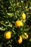 Growing lemon trees: how to plant and grow lemons