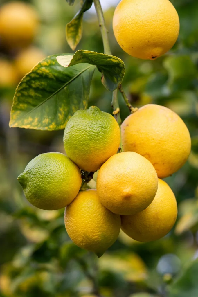 Growing lemon trees: how to plant and grow lemons