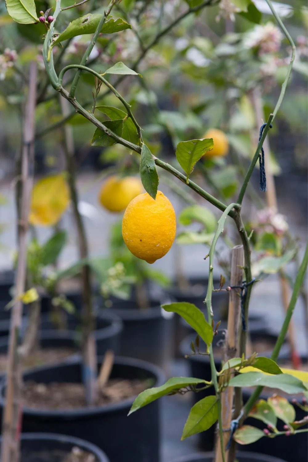 Growing lemon trees: how to plant and grow lemons