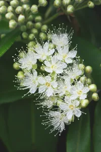 How to grow lemon myrtle | Better Homes & Gardens Australia