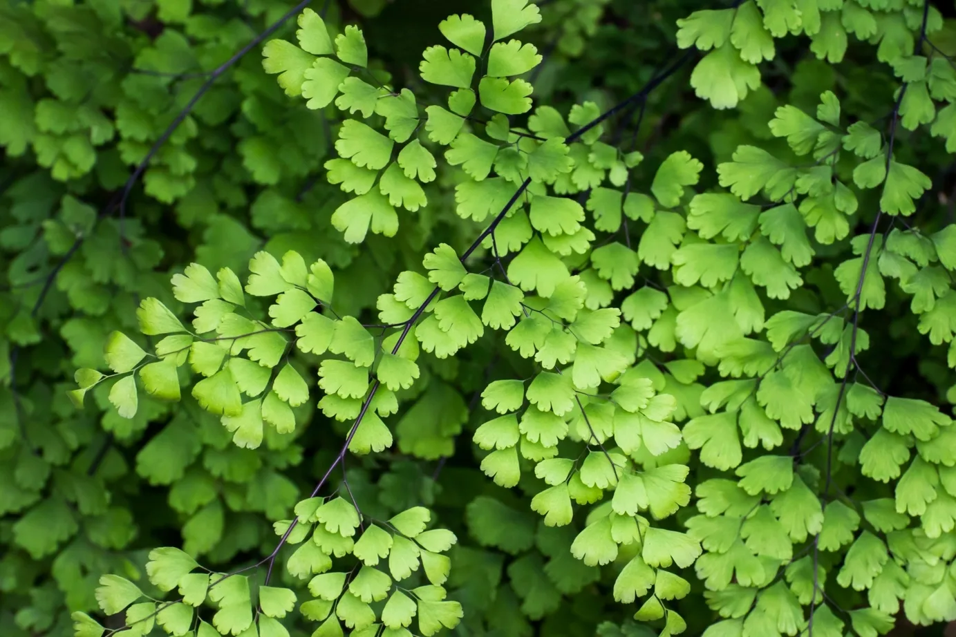 Maidenhair ferns: how to grow and care for them