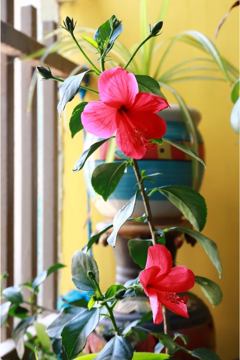 How to grow hibiscus flowers | Better Homes & Gardens Australia
