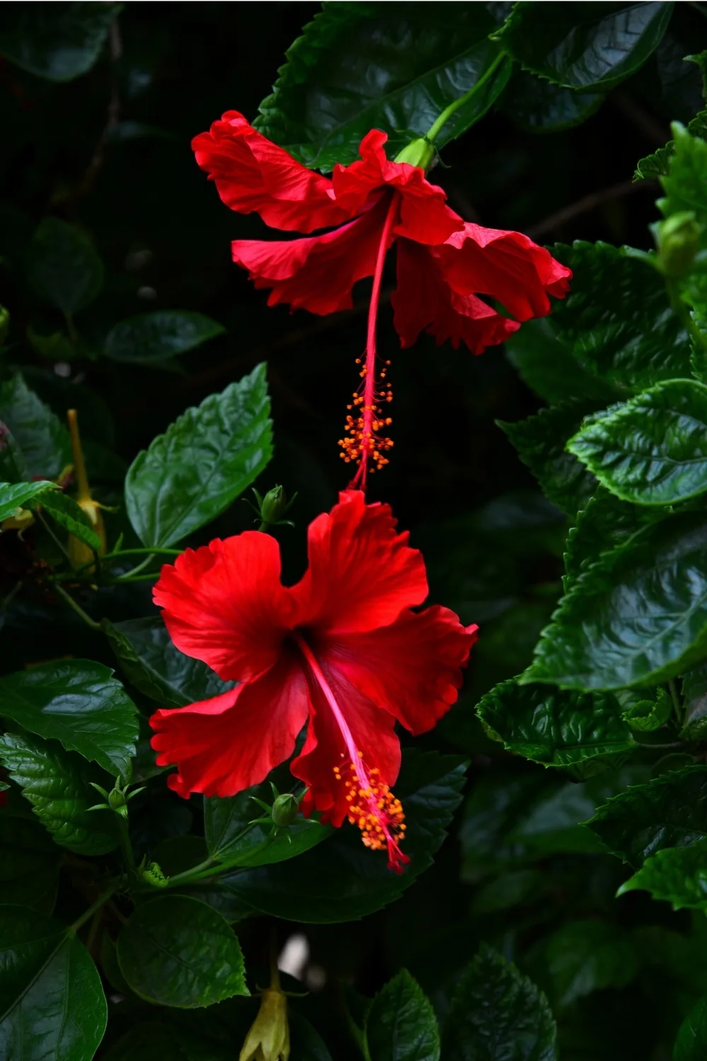How to grow hibiscus flowers | Better Homes & Gardens Australia