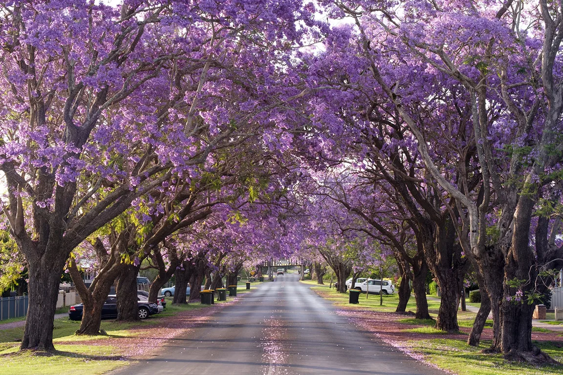 Best places to see Australia’s jacaranda trees this spring | Better ...