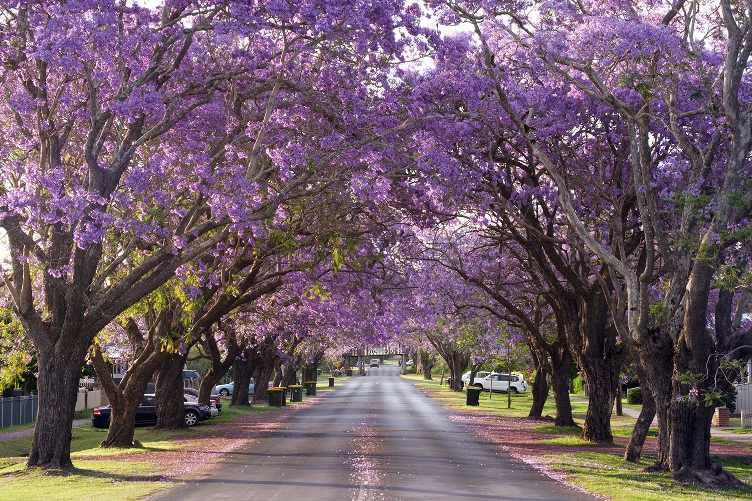 Best places to see Australia’s jacaranda trees this spring | Better ...