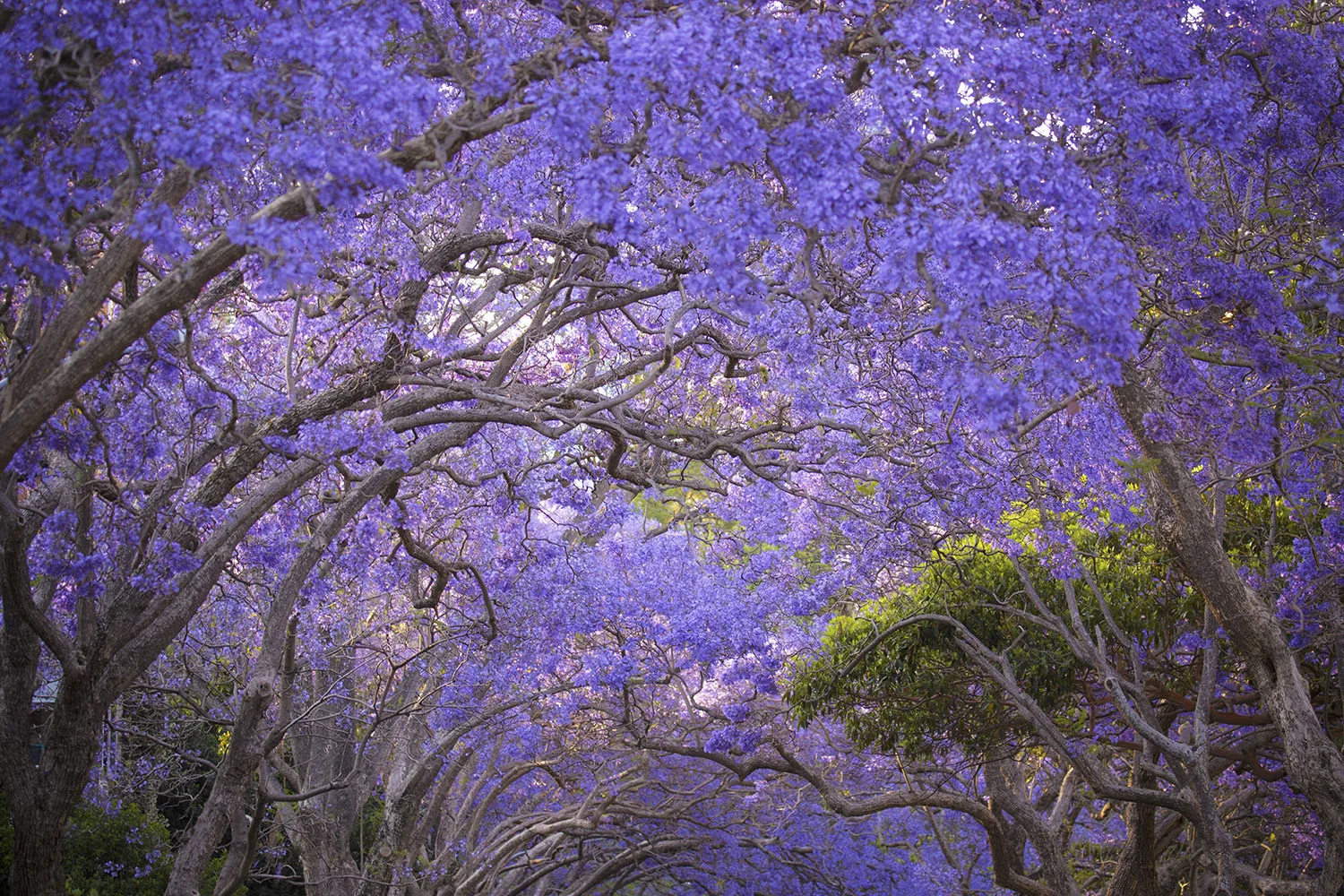 Best places to see Australia’s jacaranda trees this spring | Better ...