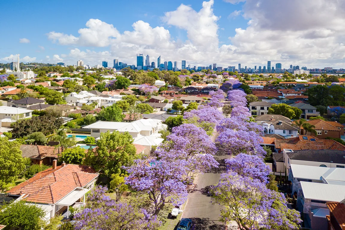 Best places to see Australia’s jacaranda trees this spring | Better ...