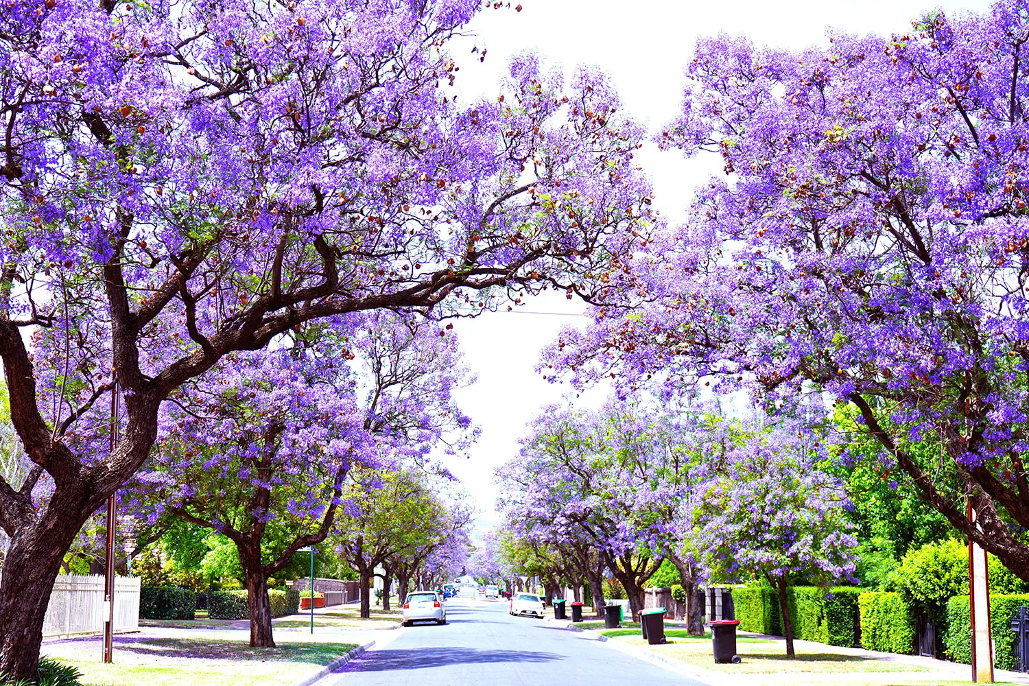 Best places to see Australia’s jacaranda trees this spring | Better ...