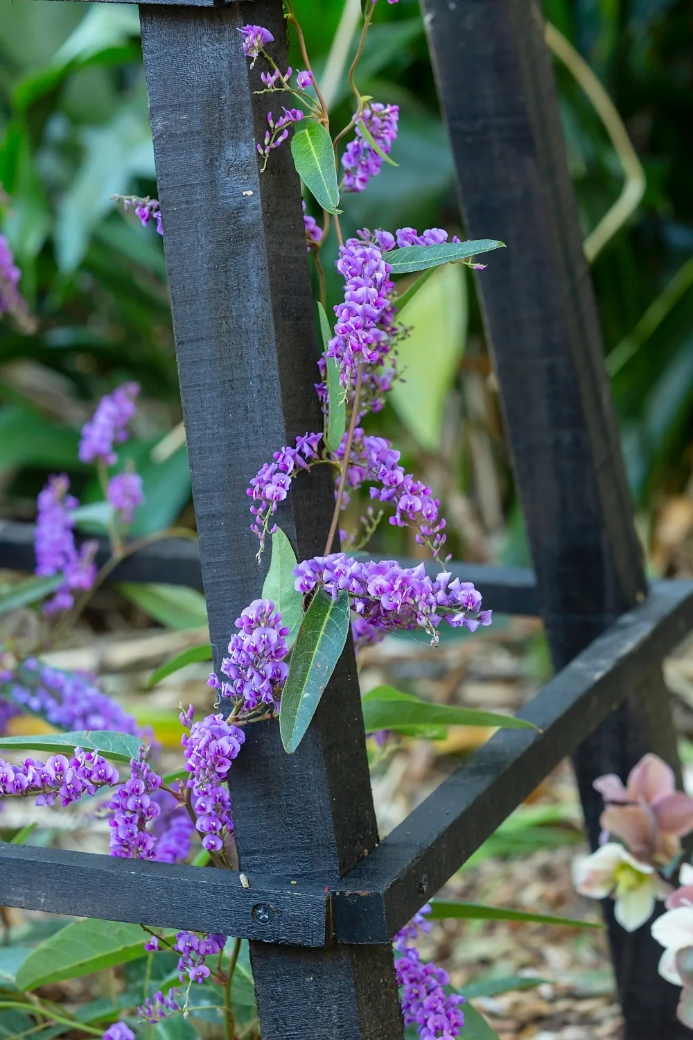 5 climbing plants perfect for your pergola