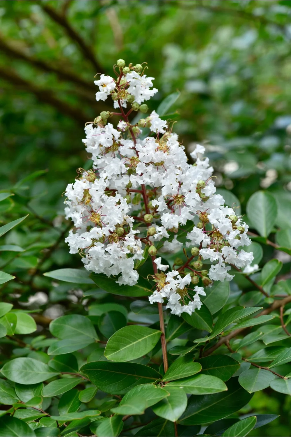 How to grow white crepe myrtle | Better Homes & Gardens Australia