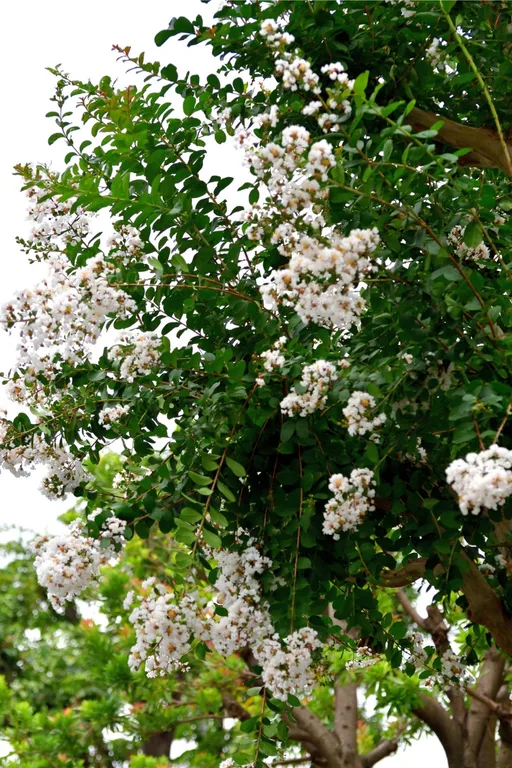 How to grow white crepe myrtle | Better Homes & Gardens Australia