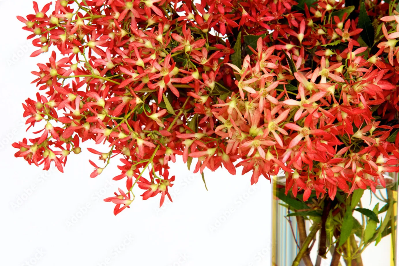 How To Grow A NSW Christmas Bush | Better Homes & Gardens Australia