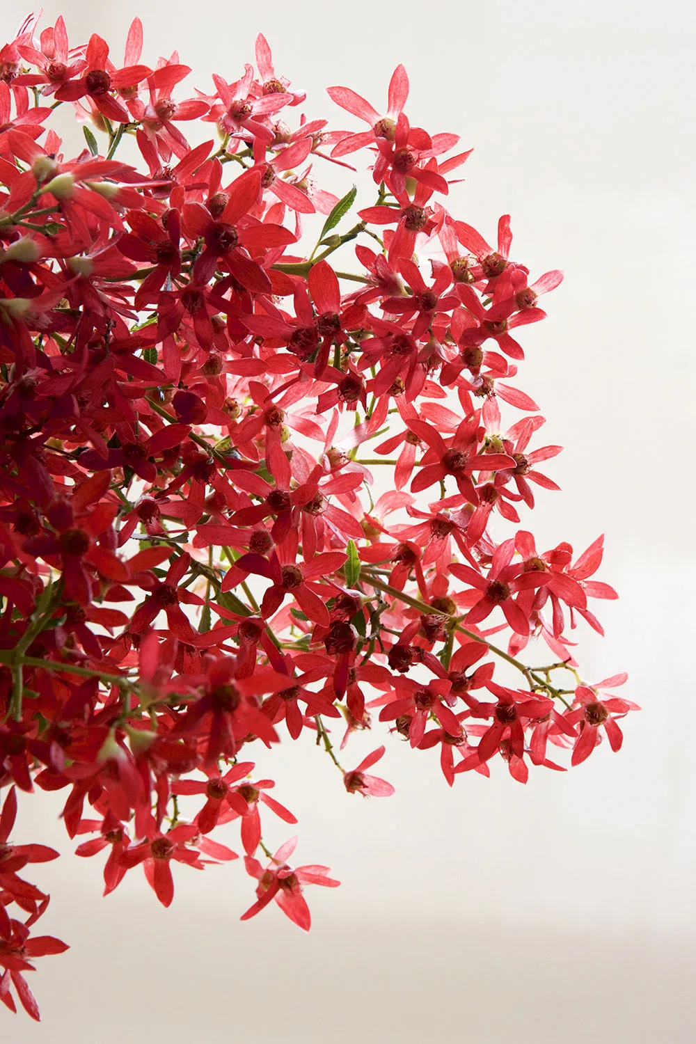 How To Grow A NSW Christmas Bush | Better Homes & Gardens Australia
