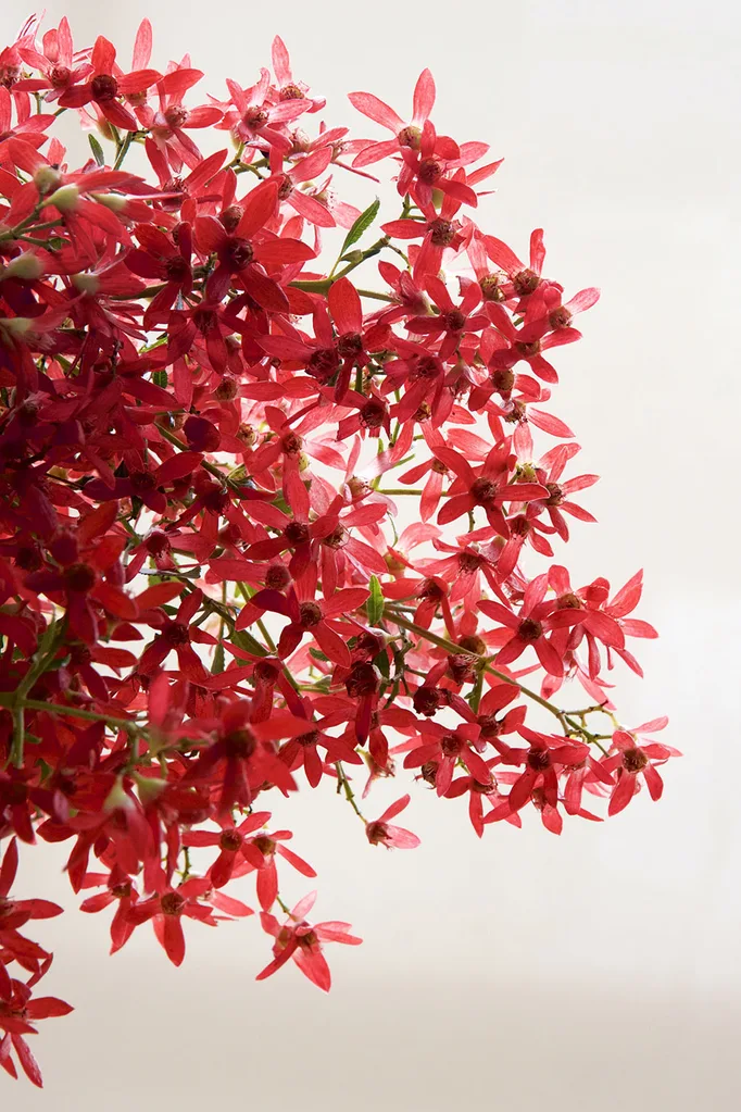 How To Grow A NSW Christmas Bush | Better Homes & Gardens Australia