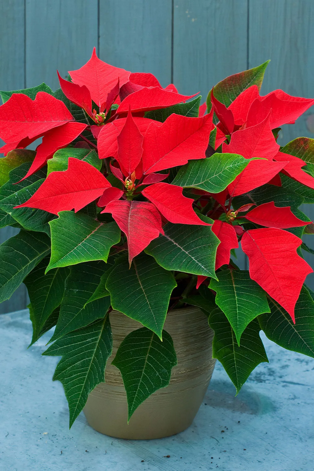 Poinsettia plant 101 | Better Homes & Gardens Australia
