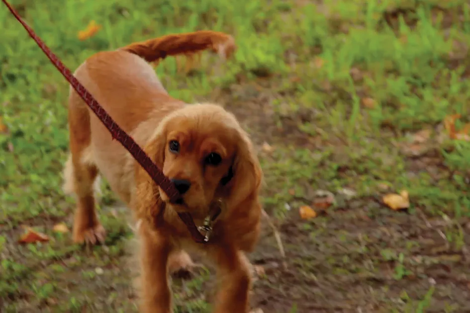 Dr Harry meets Charlie and Juliet's dogs
