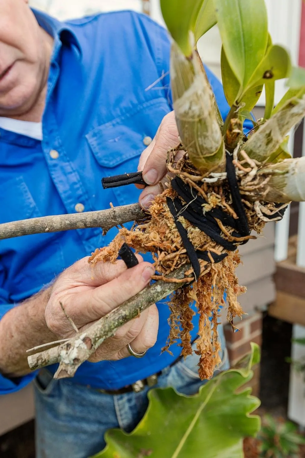 How to mount orchids to a tree | Better Homes & Gardens Australia