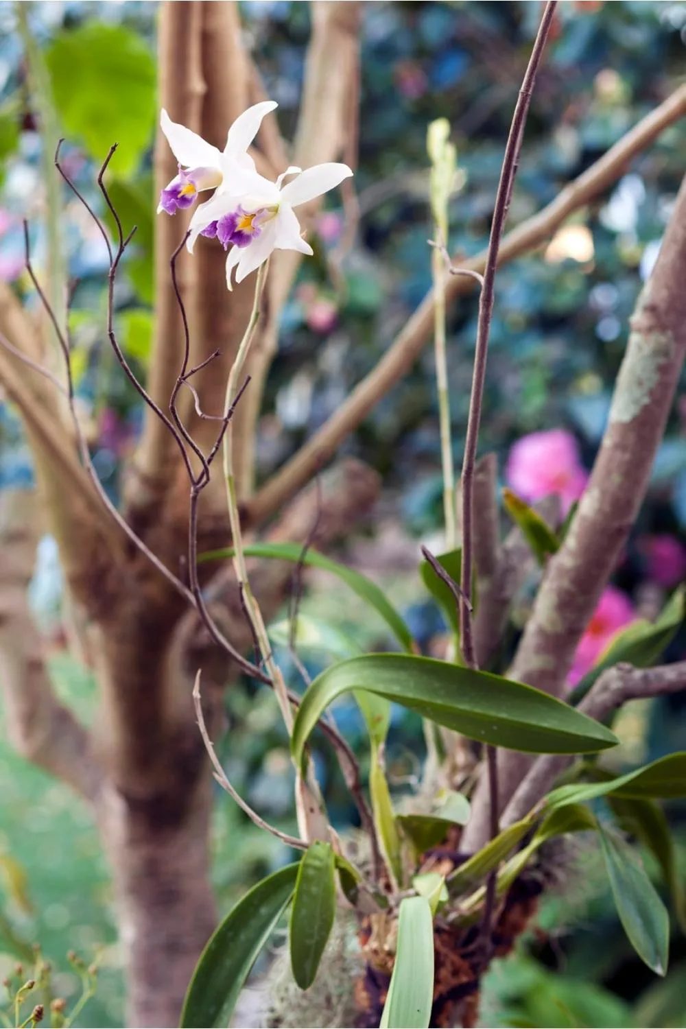 How to mount orchids to a tree | Better Homes & Gardens Australia