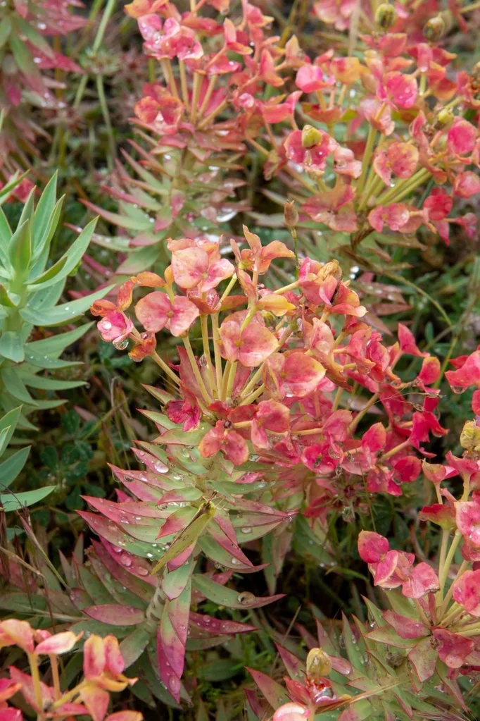Embrace your euphorbia euphoria! | Better Homes & Gardens Australia