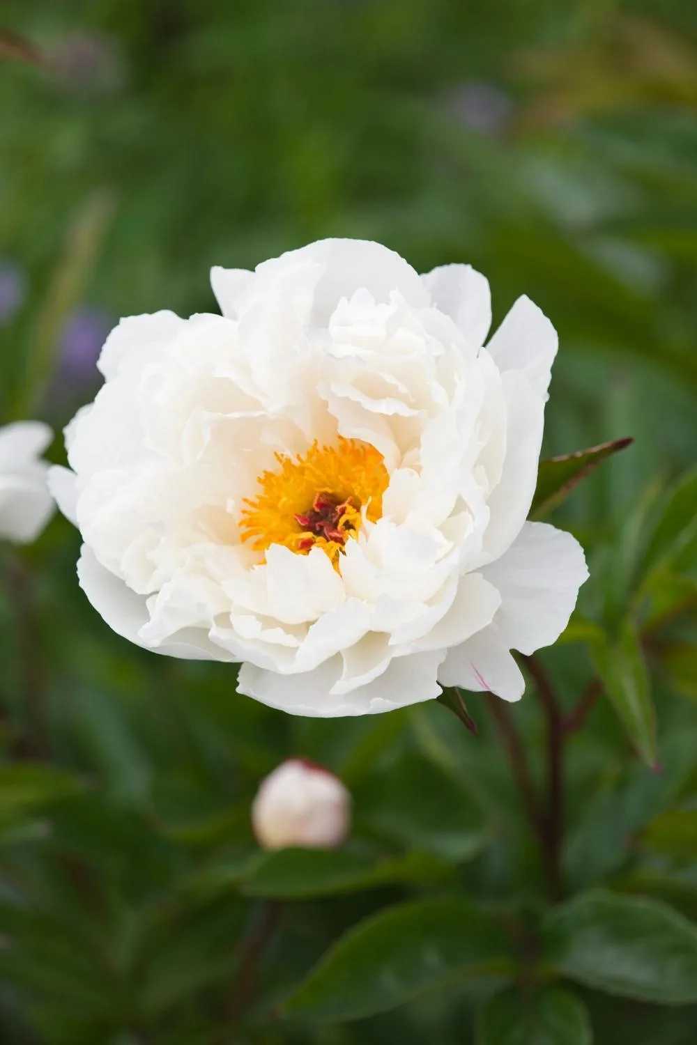 How to grow peonies | Better Homes & Gardens Australia