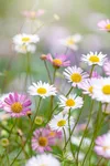 How to Grow Daisies: 13 Types for Your Garden