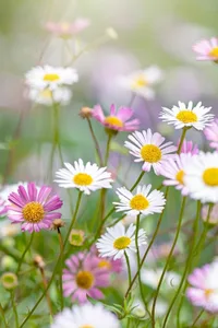 How to Grow Daisies: 13 Types for Your Garden